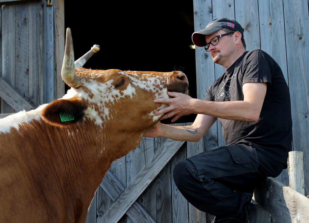 Espen og kuene lever sæterlivet på Sloken i Løtenfjellet: -Det er en ...