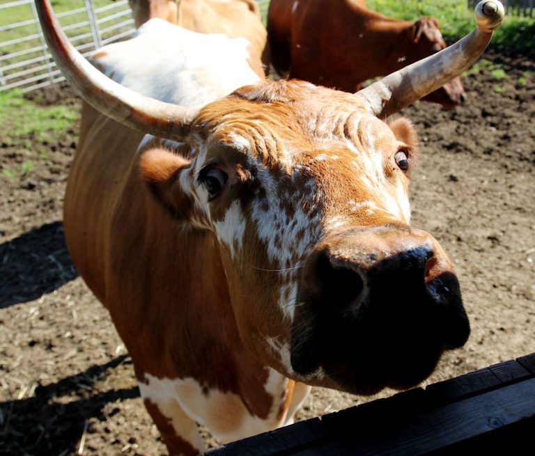 Espen og kuene lever sæterlivet på Sloken i Løtenfjellet: -Det er en ...